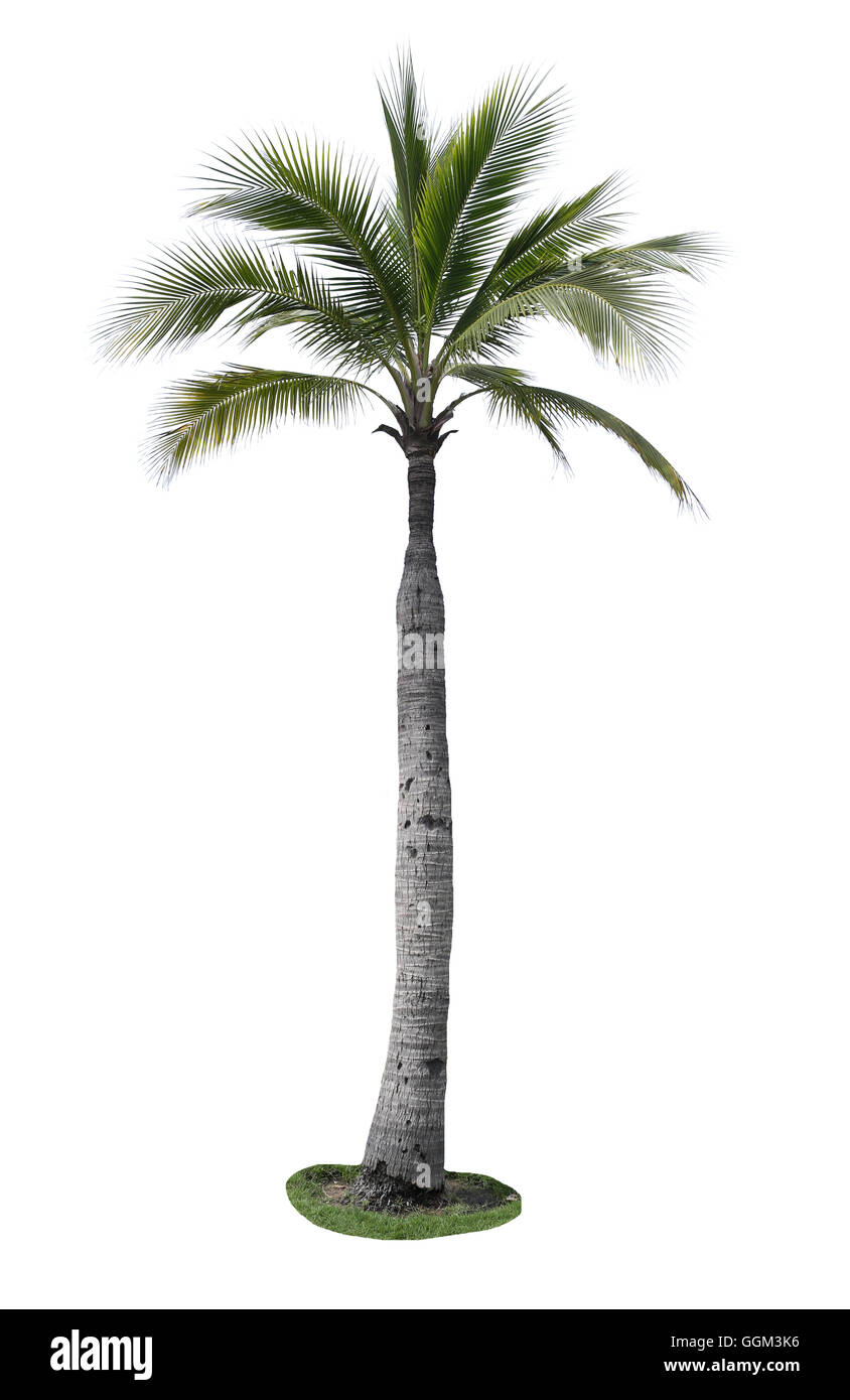 Coconut tree hi-res stock photography and images - Alamy
