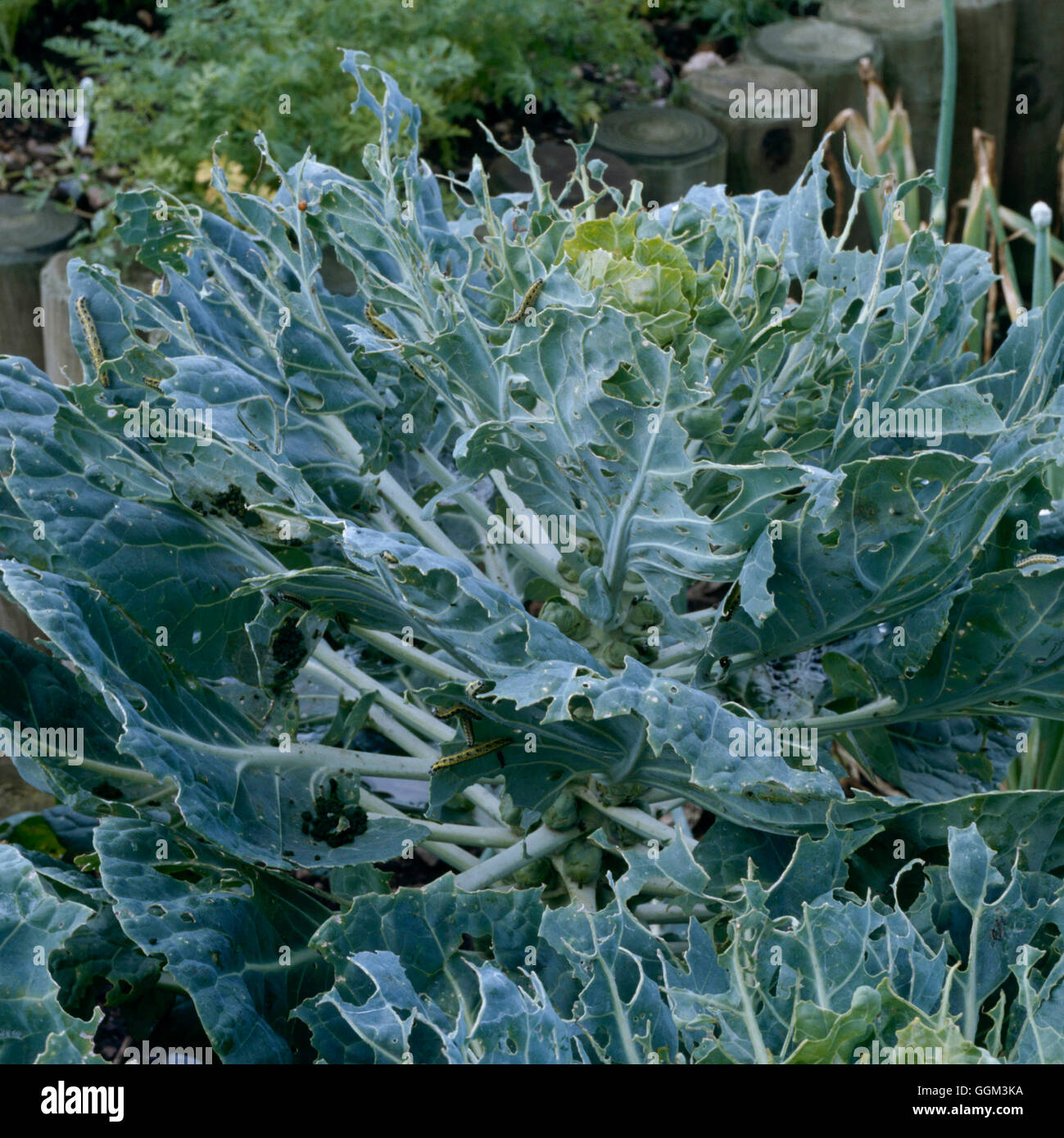Caterpillar Damage - to Brussels Sprouts by the caterpillar of the ...