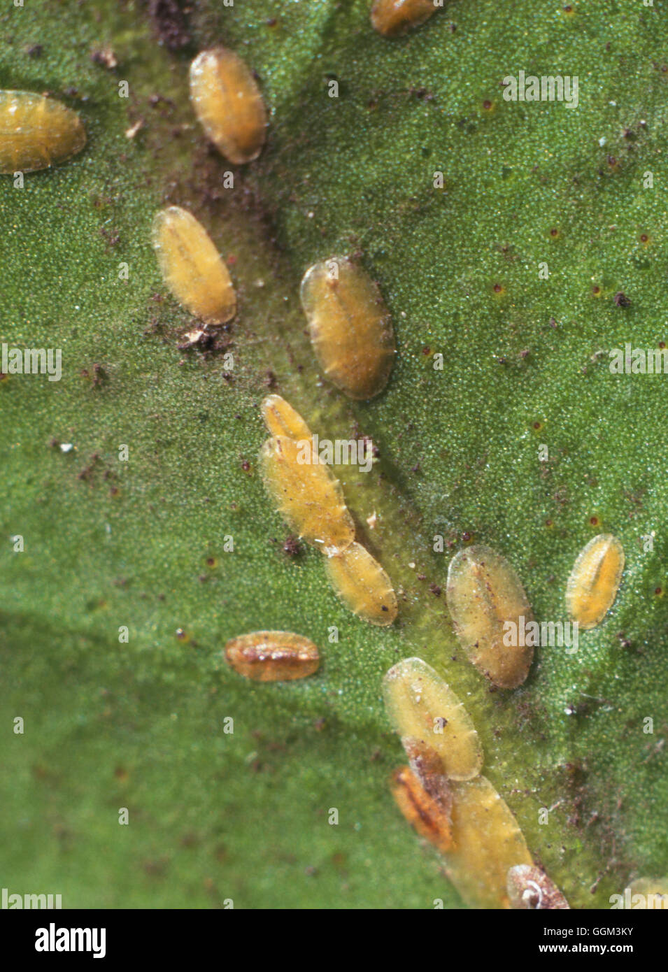 All about insects hi-res stock photography and images - Alamy