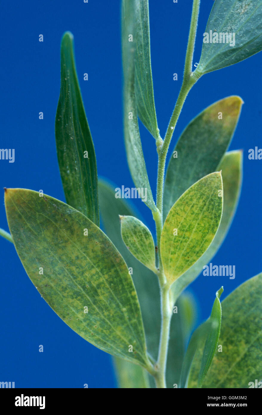 Red spider mite damage hi-res stock photography and images - Alamy