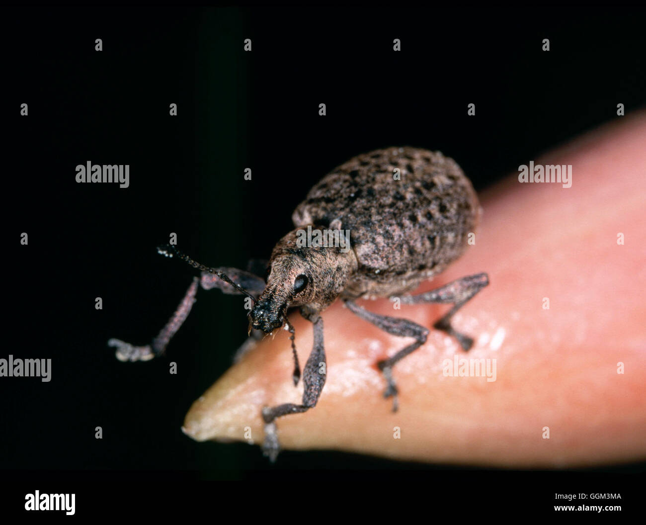 Vine Weevil - (Otiorhynchus sulcatus) PES094465 Stock Photo - Alamy