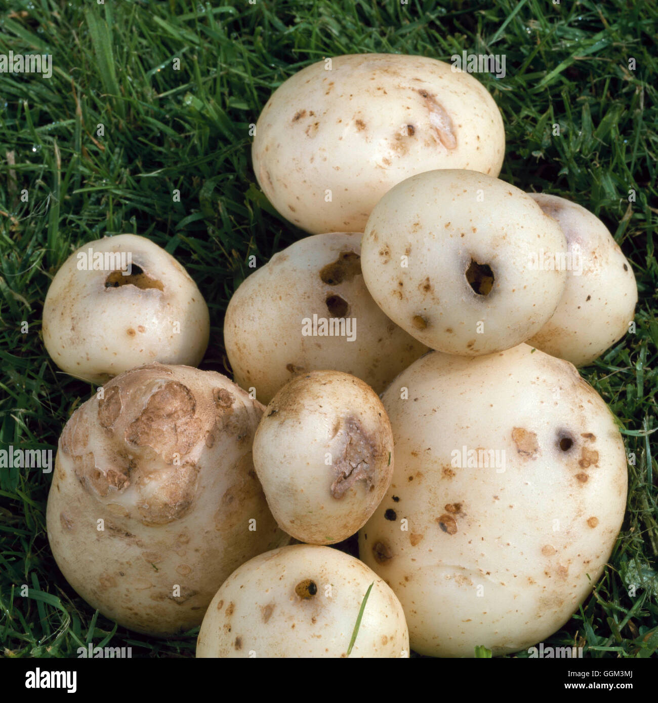 Slug - damage to Potato `Rocket' (Also suffering from Scab) PES101063 ...