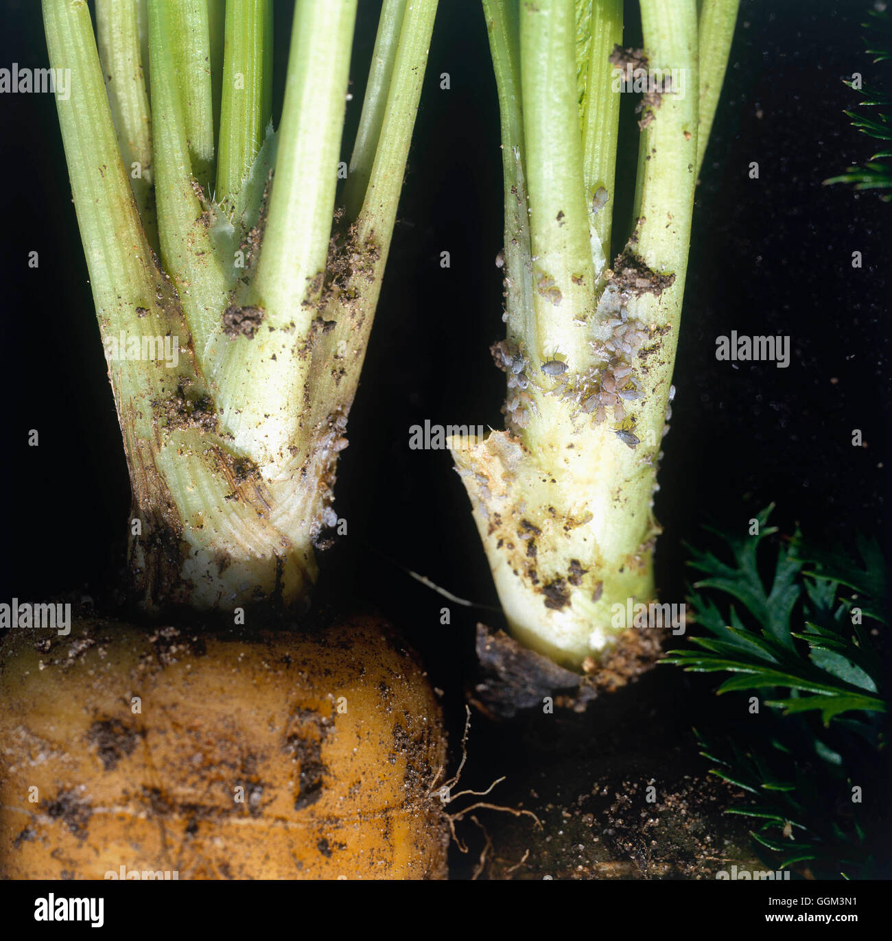 Root aphid hi-res stock photography and images - Alamy
