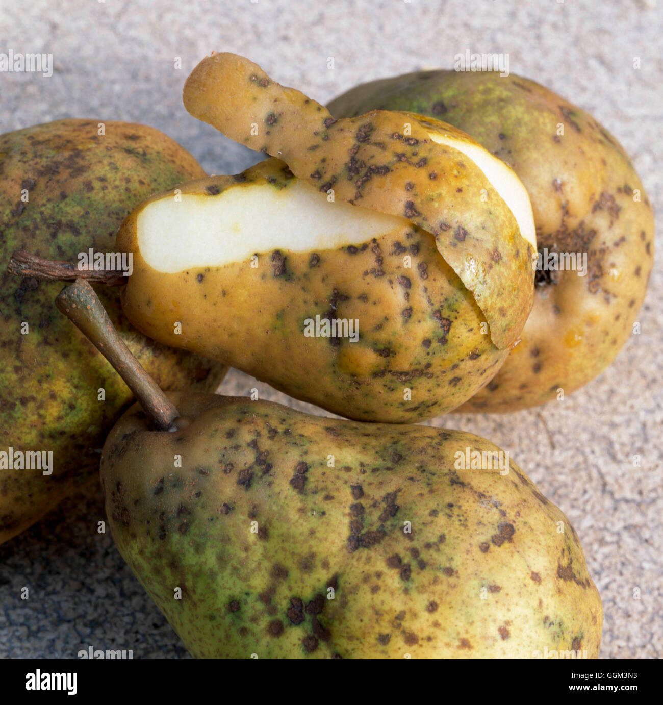 Scab - on William Pear (Only skin deep) PES103929 Stock Photo - Alamy