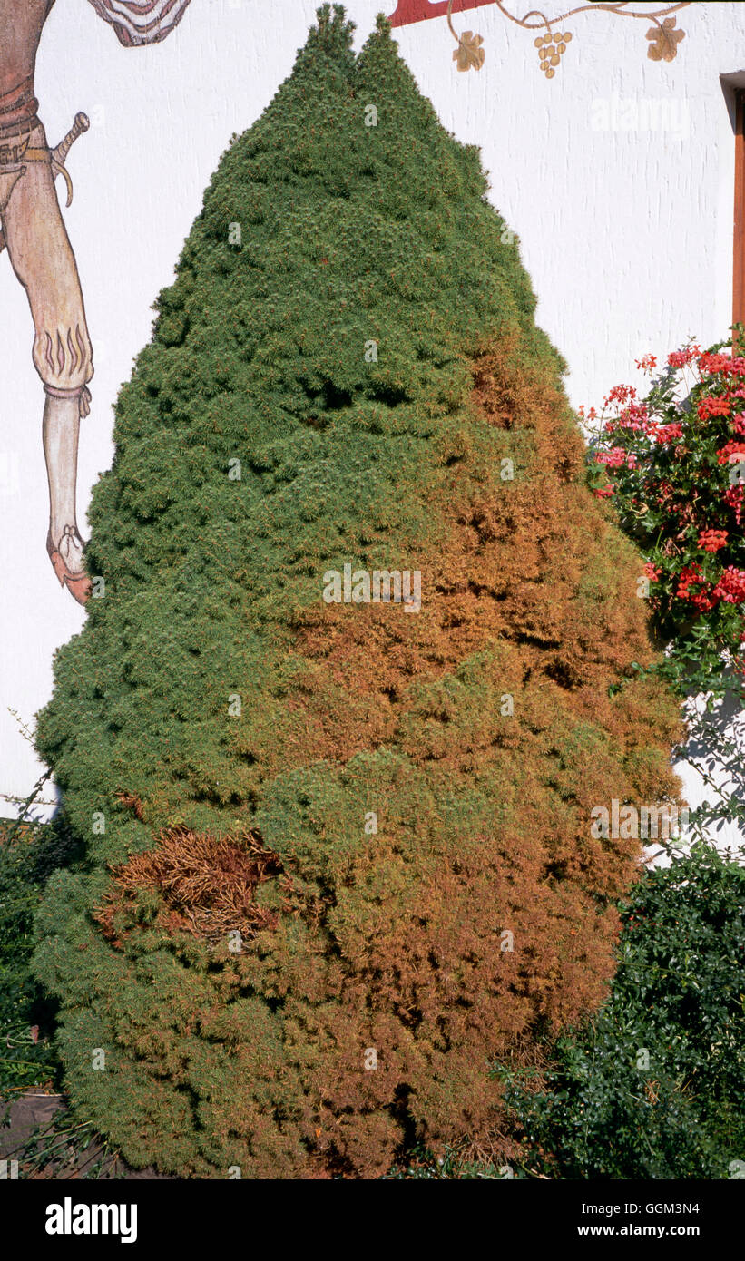 Red Spider Mite - damage on Picea glauca var. albertiana ...