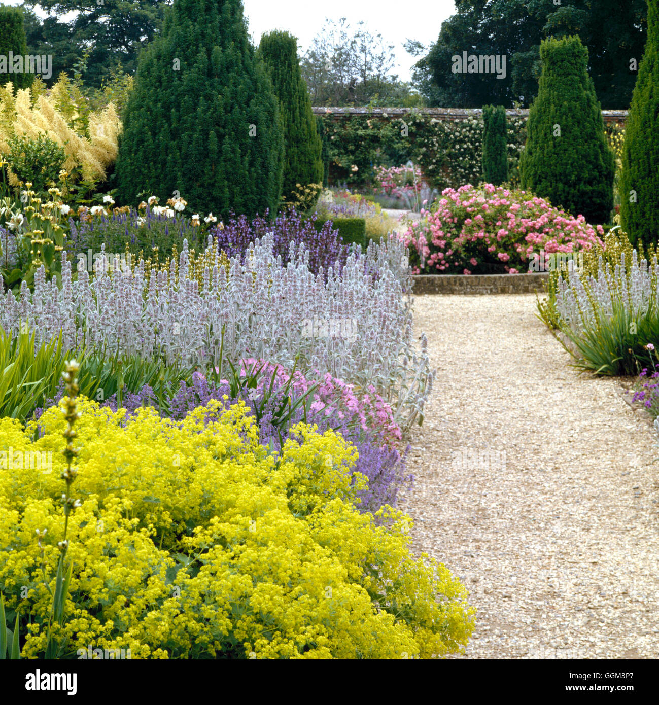 Perennial Border - with Alchemilla Nepeta Dianthus & Stachys PGN019829 ...