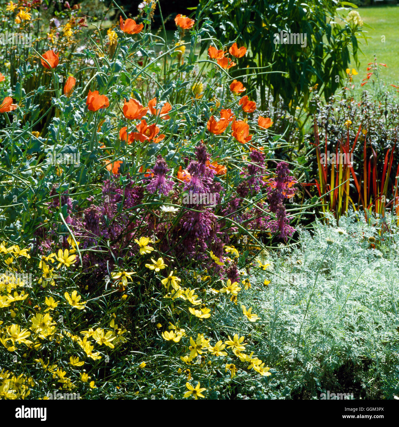Perennial Border - Coreopsis verticillata `Moonbeam' Allium carinatum ...