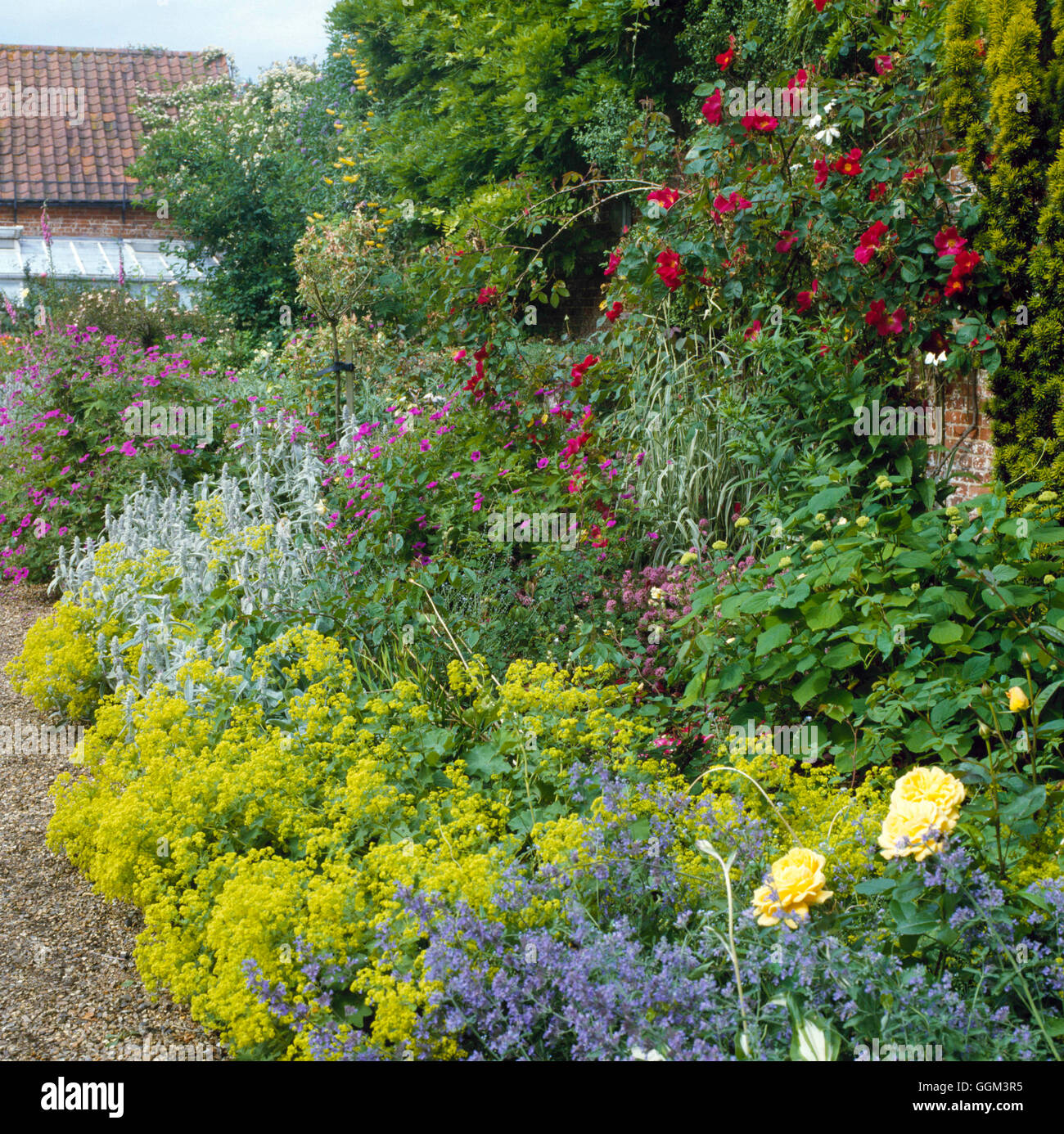 Roses border High Resolution Stock Photography and Images - Alamy