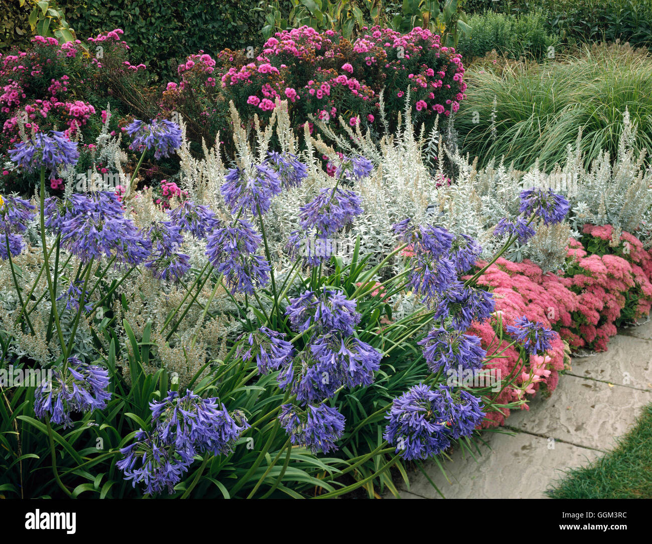 Perennial Border - with Agapanthus `Loch Hope' AGM Sedum Artemisia and ...