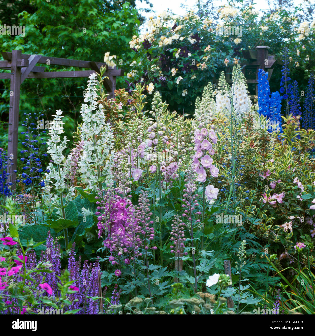 Perennial Border - with Delphiniums and Salvias - (Please credit ...