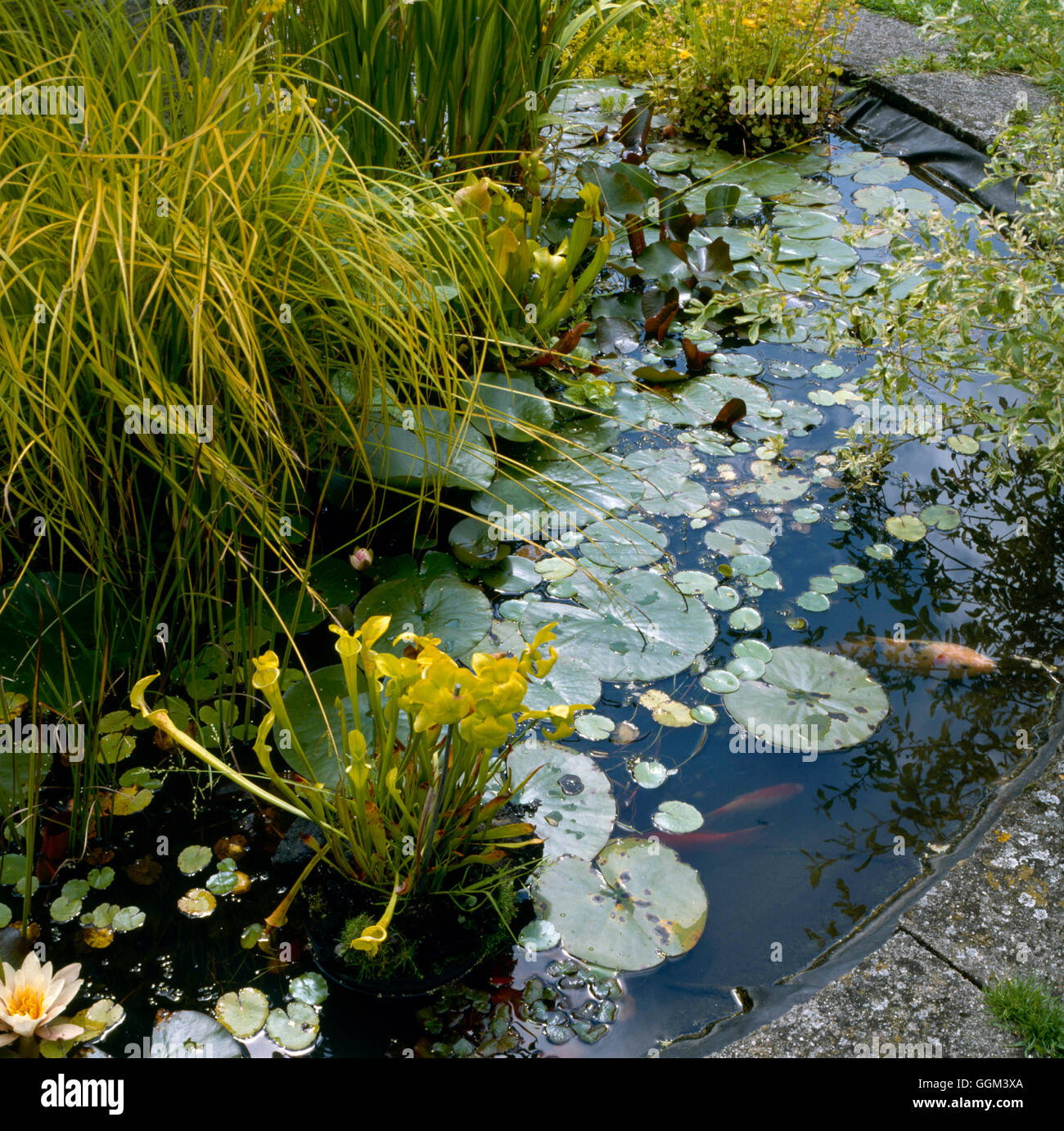 Pool - with carnivorous plant (Sarracena flava) POO036357 Stock Photo ...
