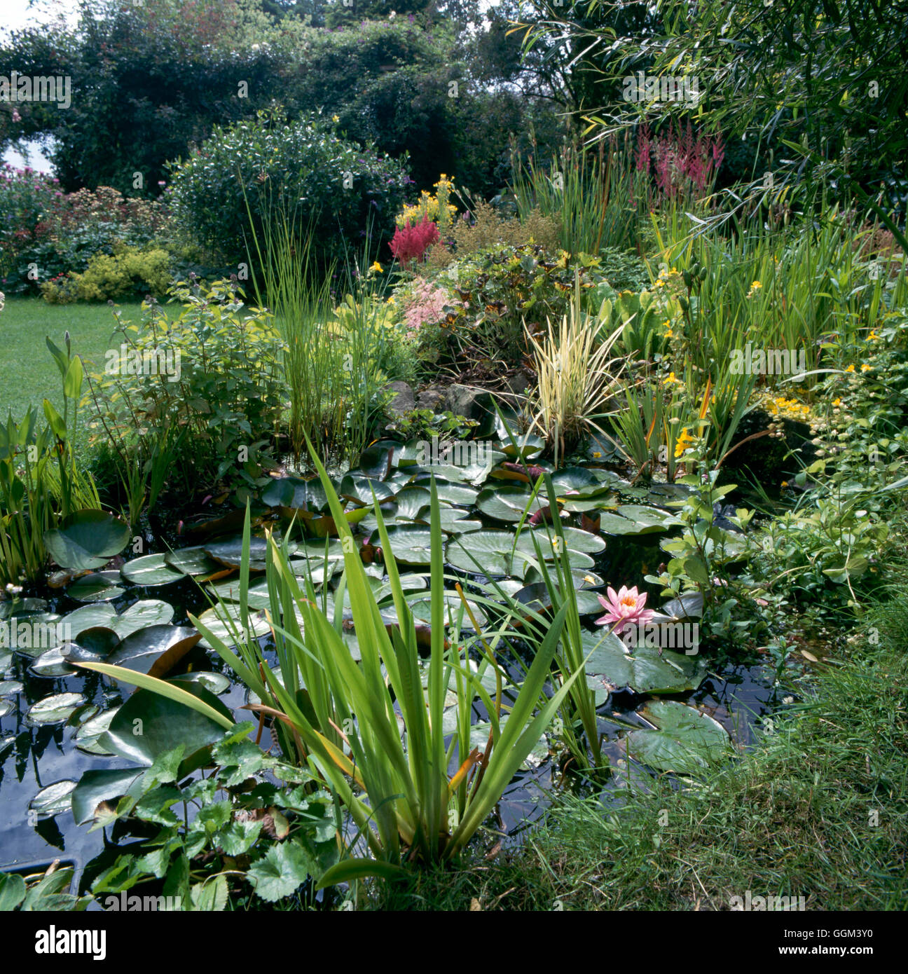Pool - (Please credit: Photos Horticultural/ Garden House Moulton ...