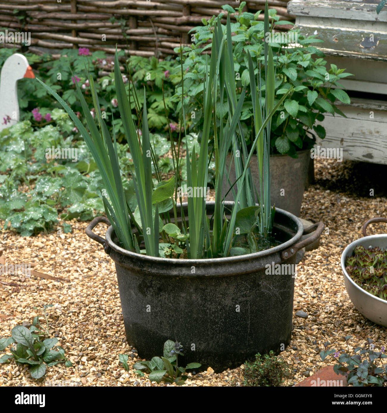 Pool - in cauldron - (Please credit: Photos Hort/Heath End Gdng Club ...