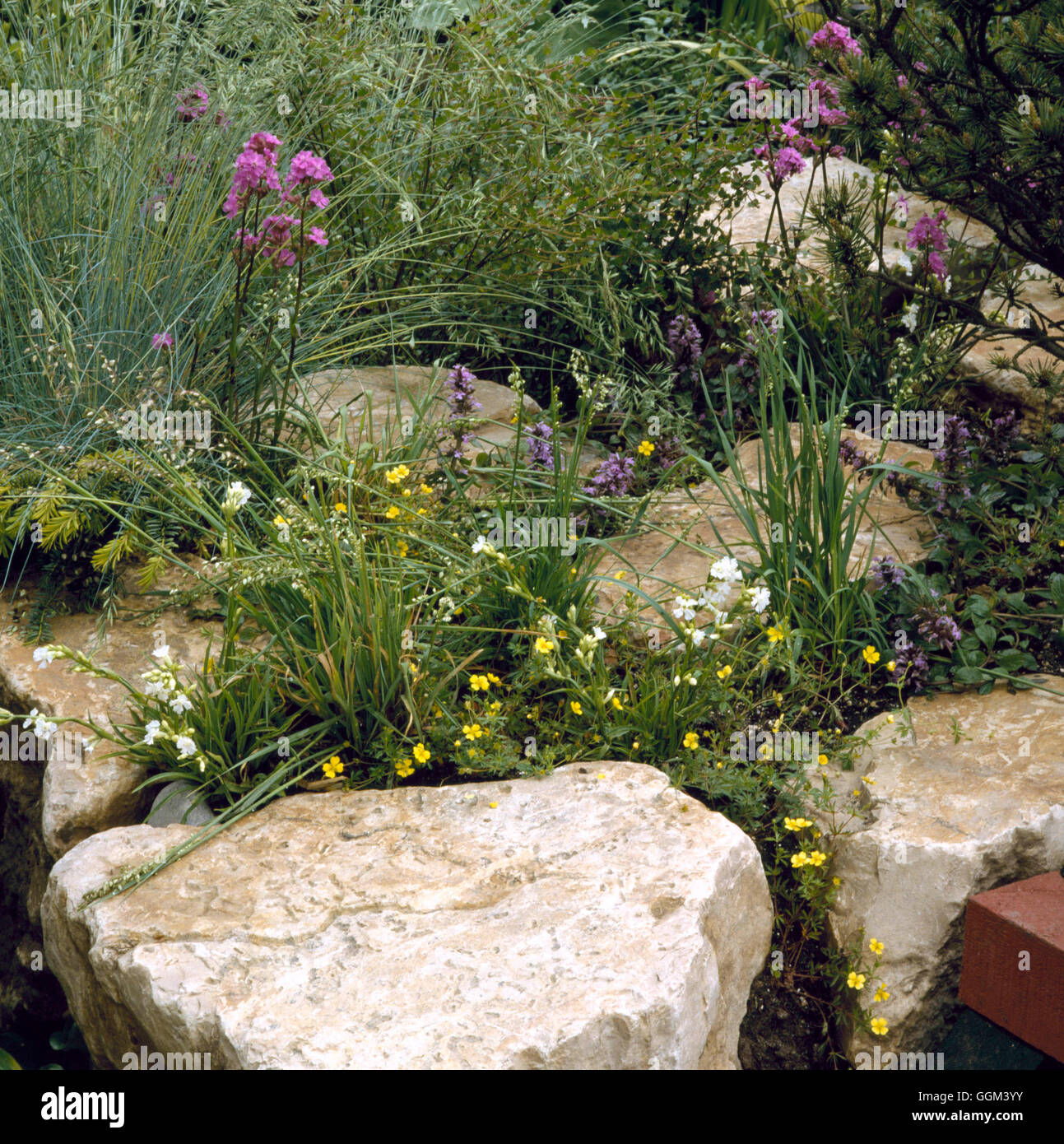 Paving and Plants - Large stones forming stepping stones with Wild ...