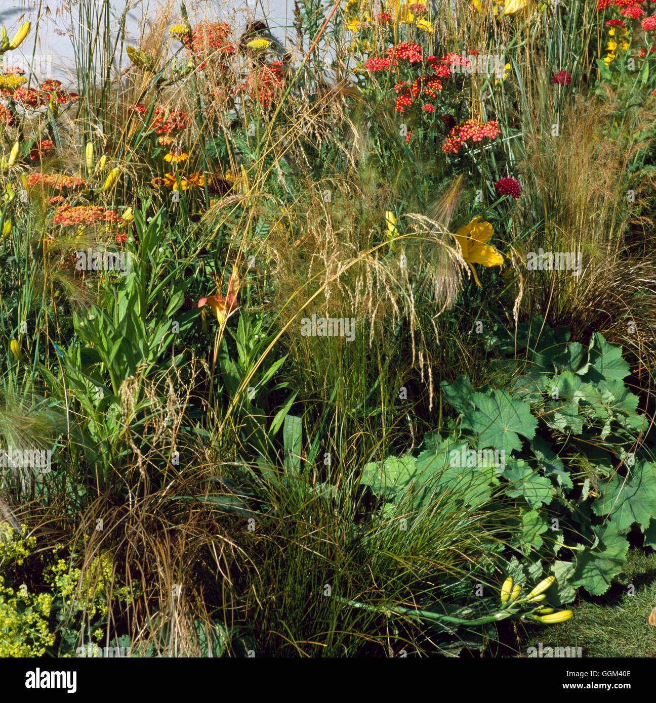 Prairie Planting - (Please credit: Photos Hort/ designer Mark Ashmead ...