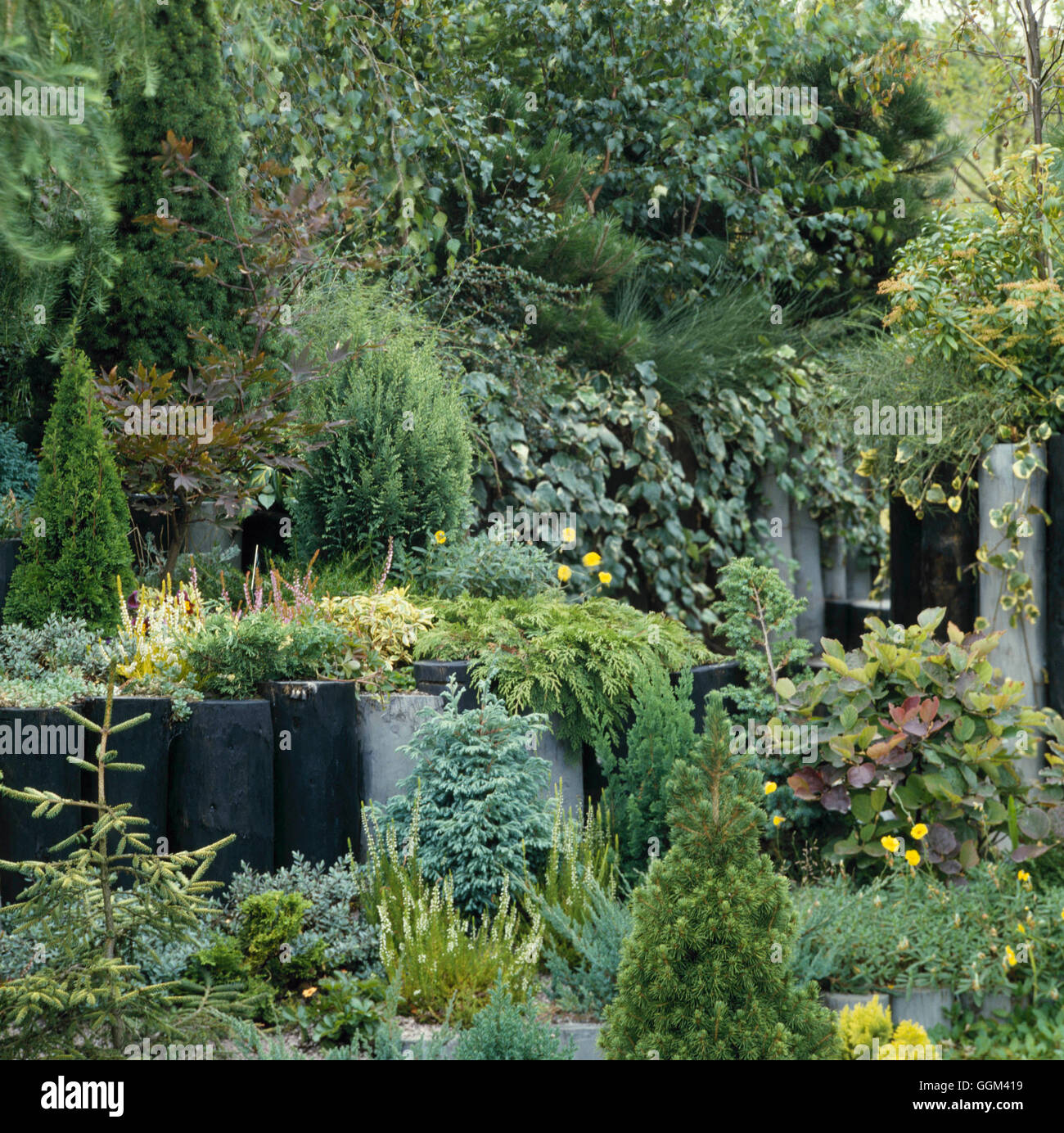 Raised Bed - planted with Conifers & Heathers RAB032277 Stock Photo - Alamy