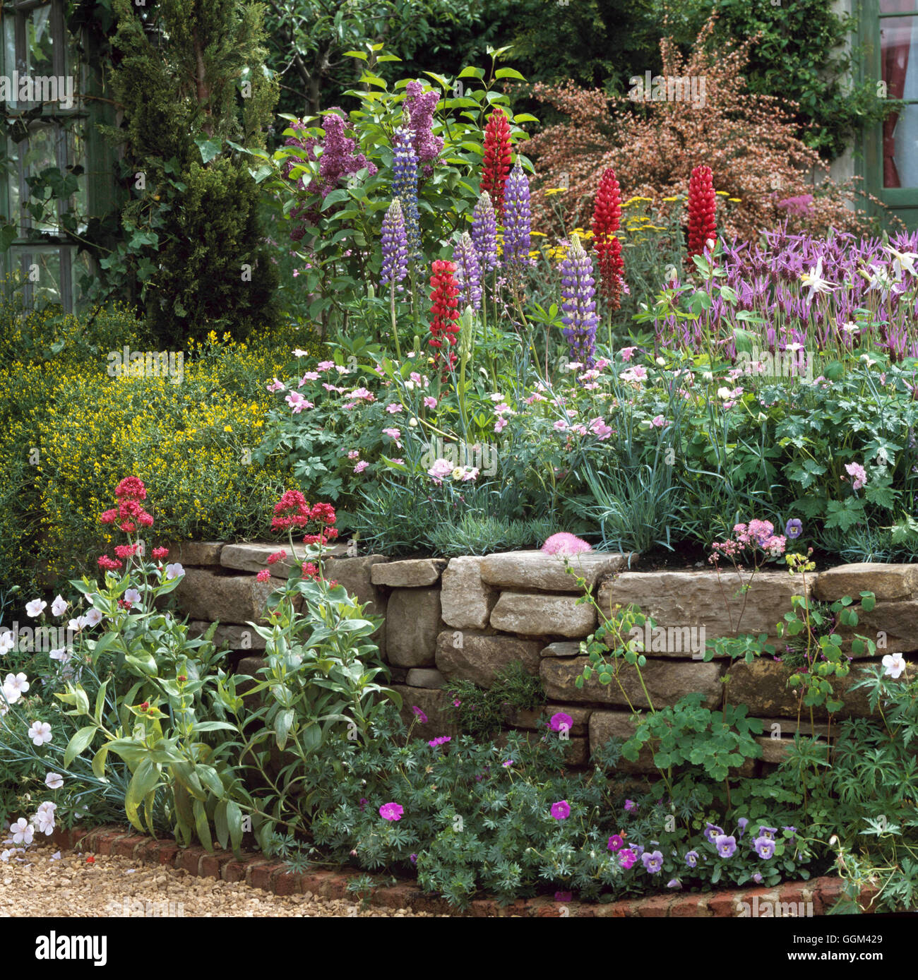 Raised Bed- planted with Lupins Lilac Lavender and Geraniums - (Please ...