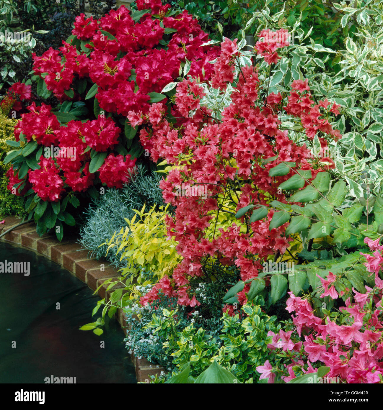 Azaleas and rhododendrons hi-res stock photography and images - Alamy