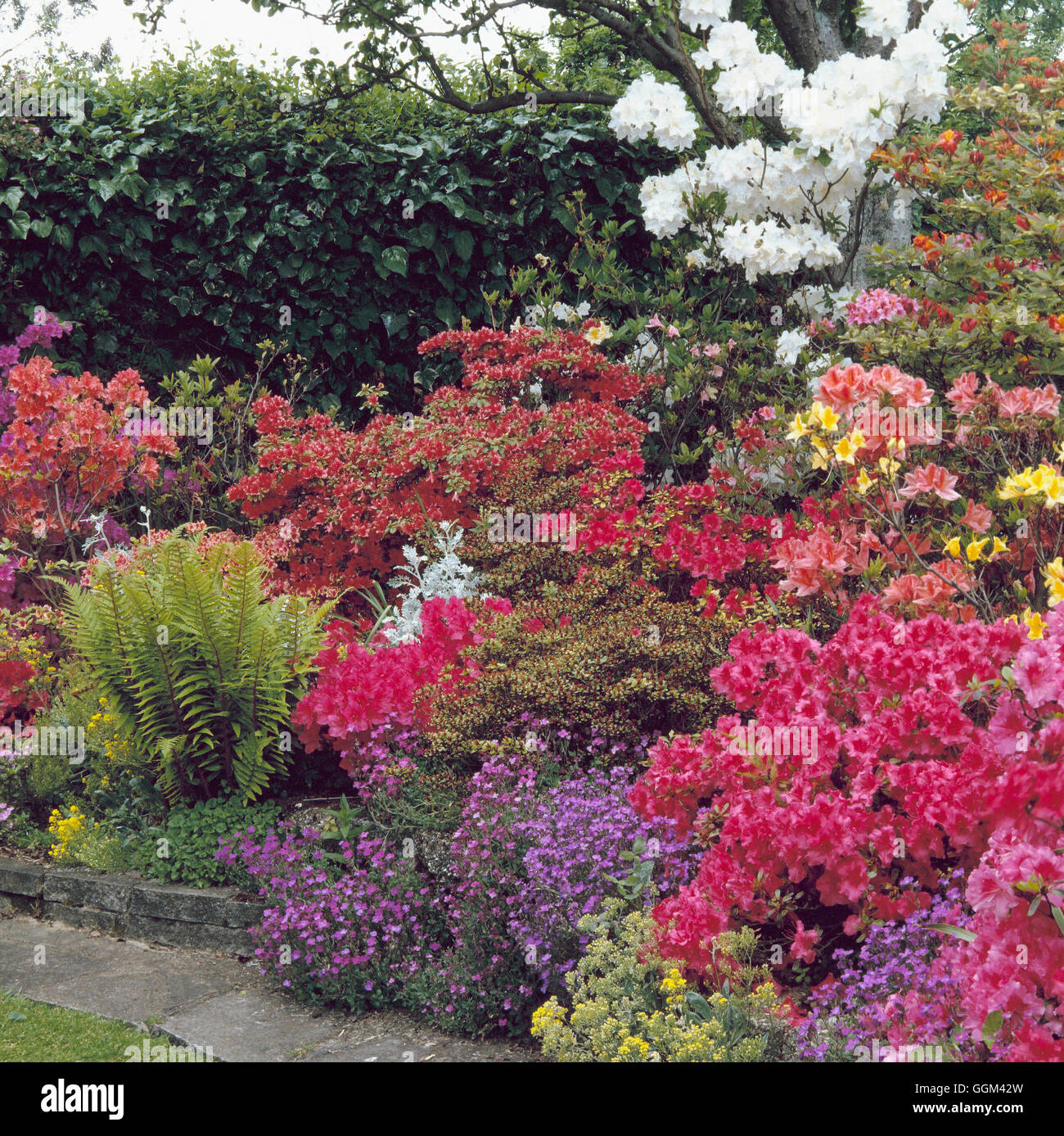 Rhododendron and Azalea Garden - on raised bed RAH022506 Stock Photo ...