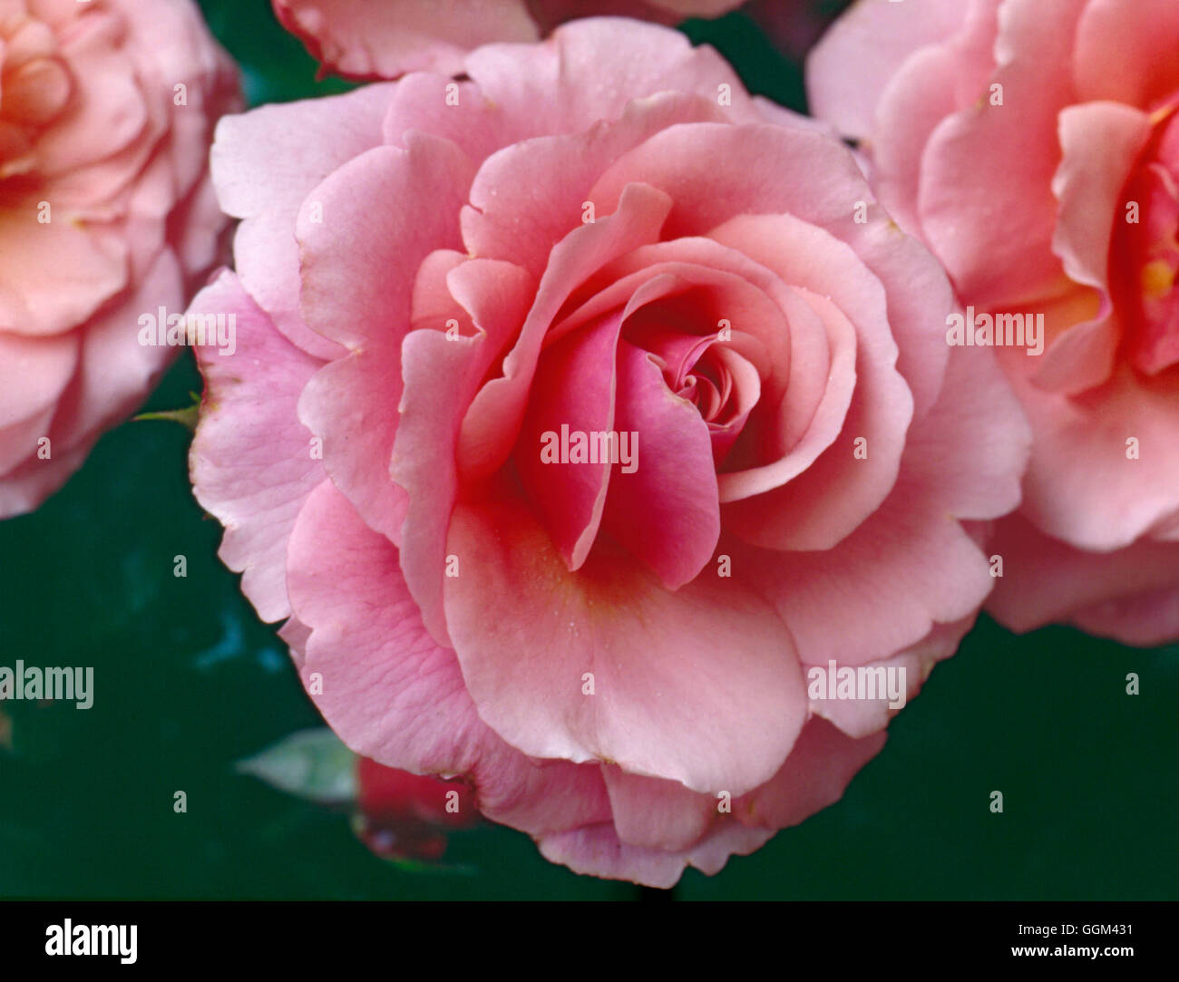 Aloha Rose Stock Photos & Aloha Rose Stock Images - Alamy