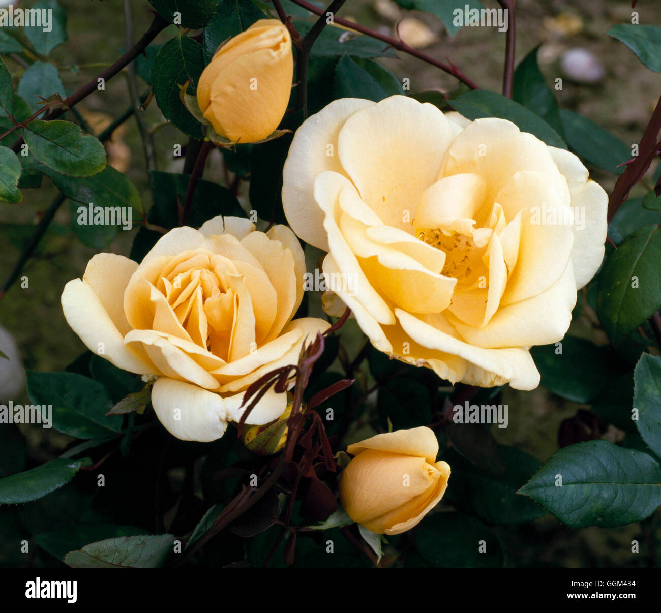 Rosa lady hillingdon hi-res stock photography and images - Alamy