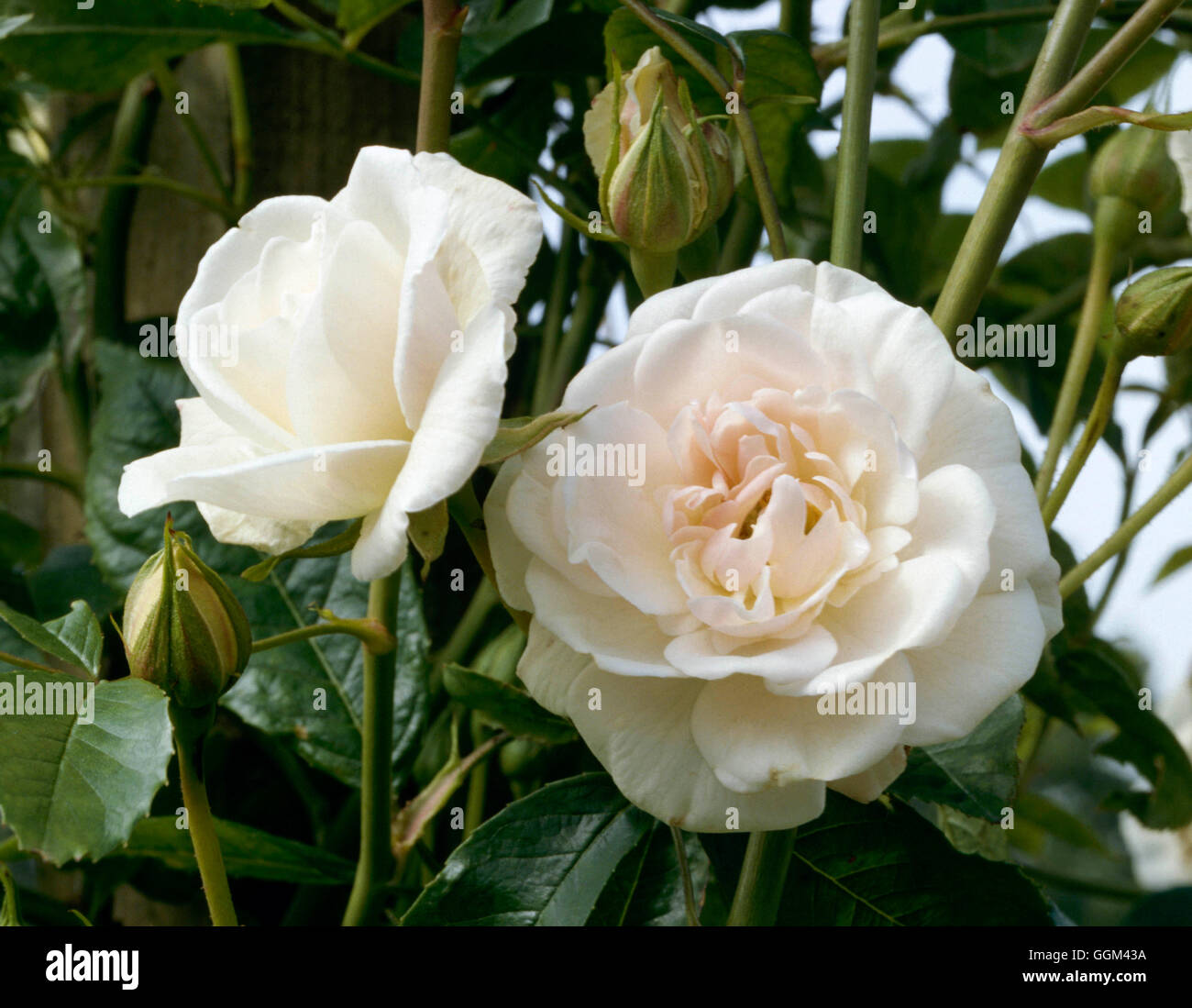 Rosa - `Iceberg Climbing' RCL013179 Stock Photo - Alamy