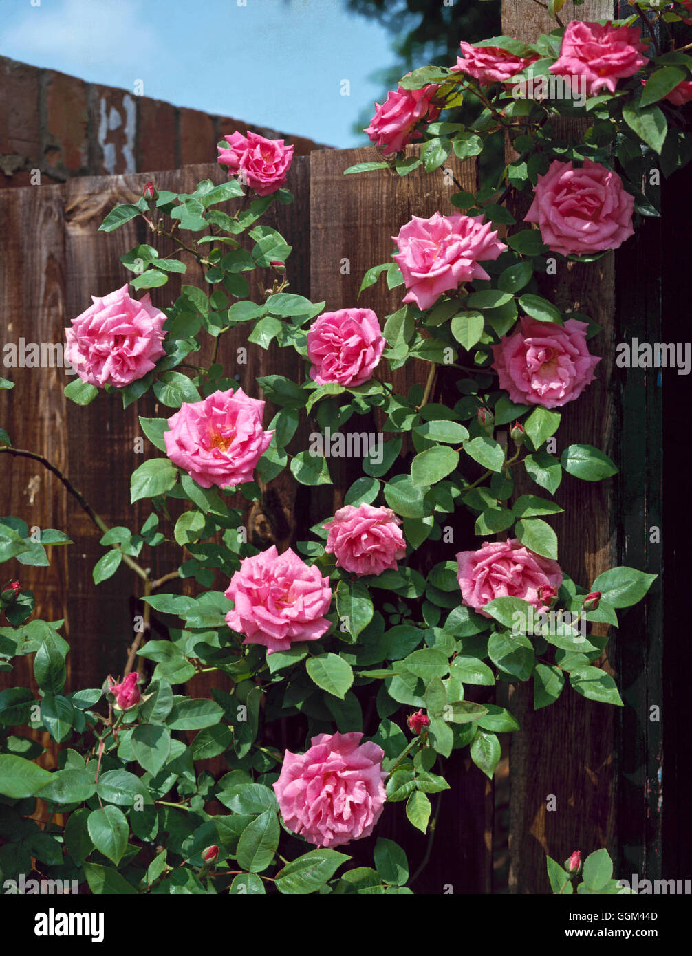 Rosa - `Zephirine Drouhin' (Climber) RCL043123 Stock Photo - Alamy