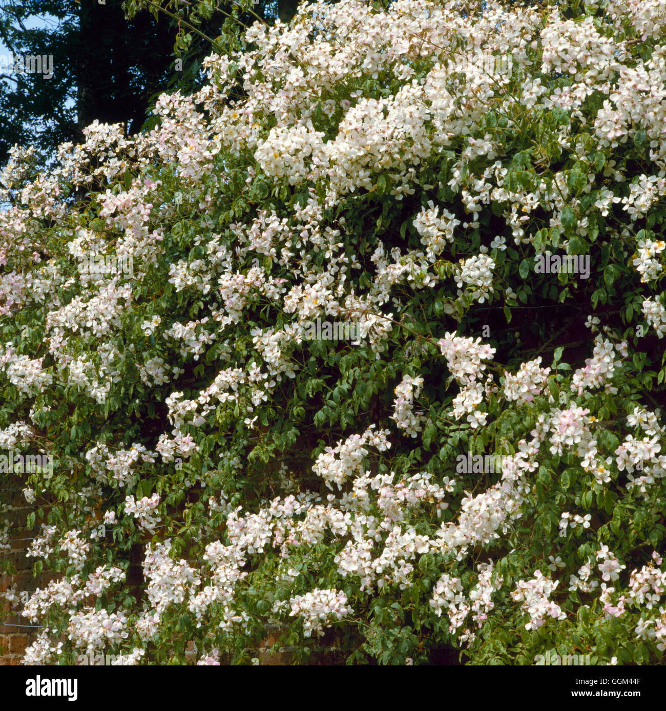 Rosa - `Sir Cedric Morris' (Climbler) RCL045216 Stock Photo - Alamy