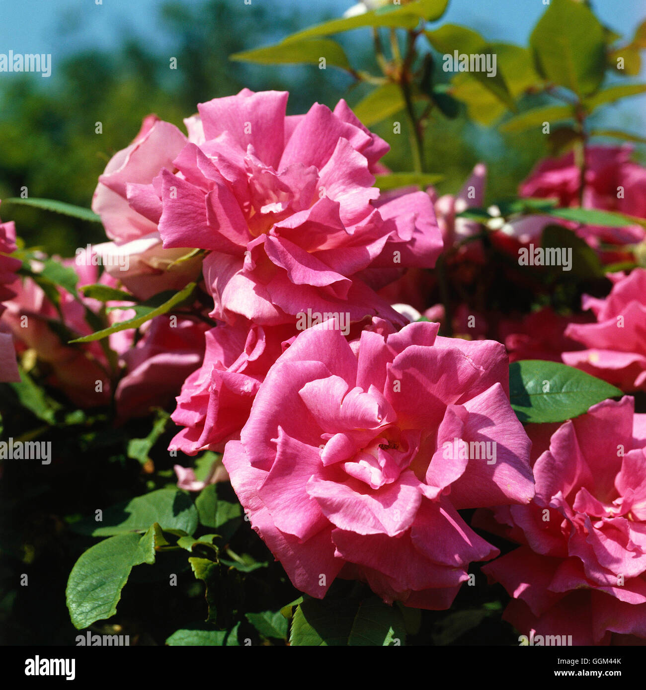Rosa - `Zephirine Drouhin' (Climber) RCL063469 Stock Photo - Alamy