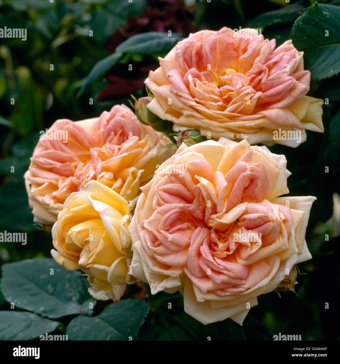 Alchymist hi-res stock photography and images - Alamy