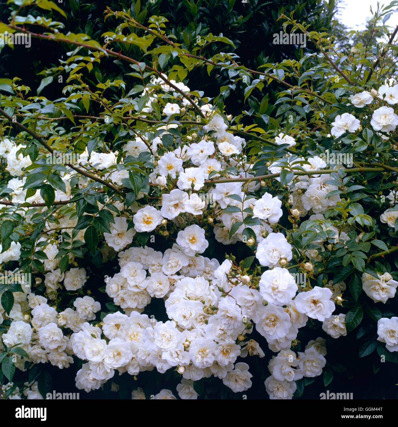 Iceburg rose hi-res stock photography and images - Alamy