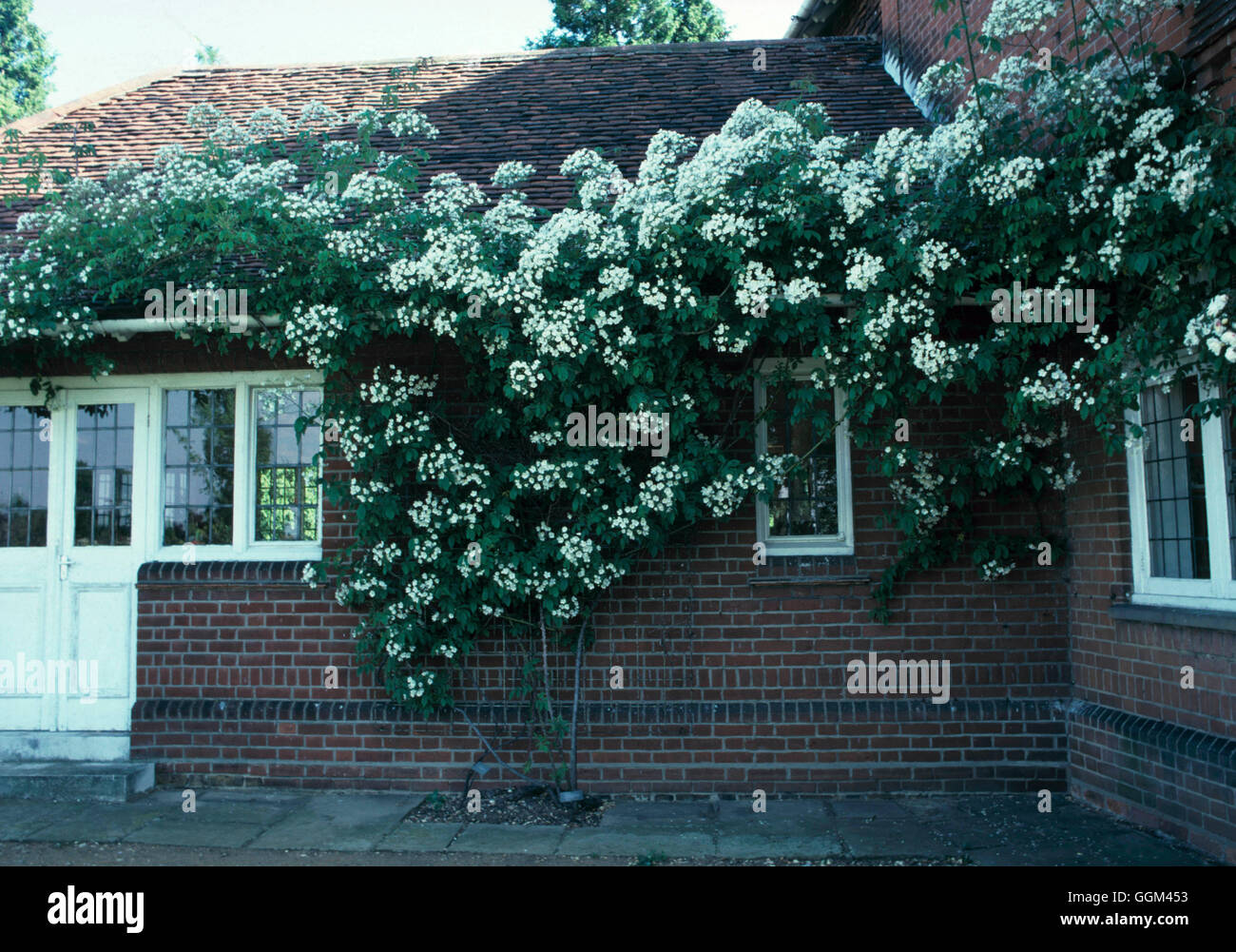 Kiftsgate rose hi-res stock photography and images - Alamy