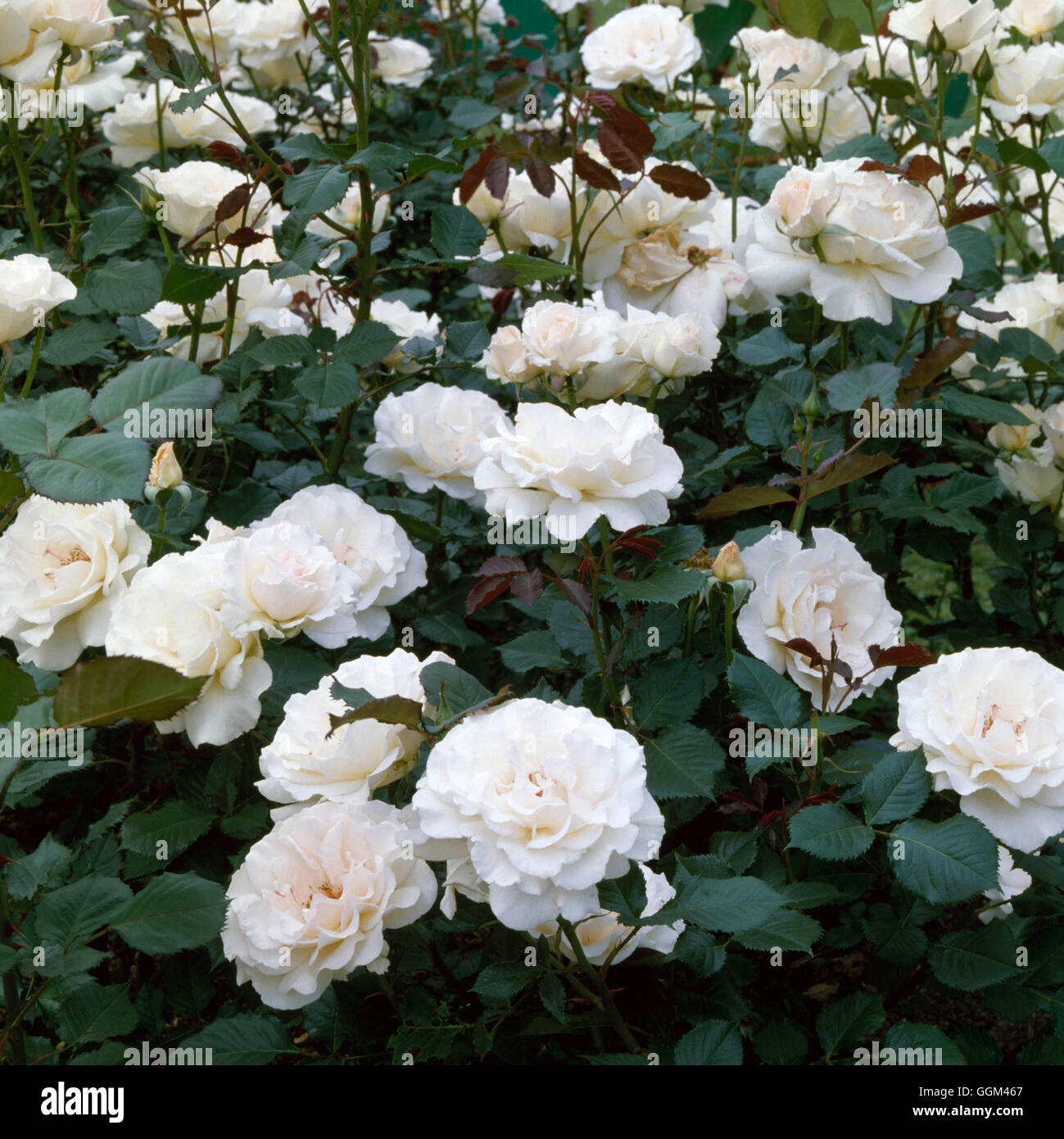 Rosa - `Margaret Merril' AGM (Floribunda) RFL023785 Stock Photo - Alamy