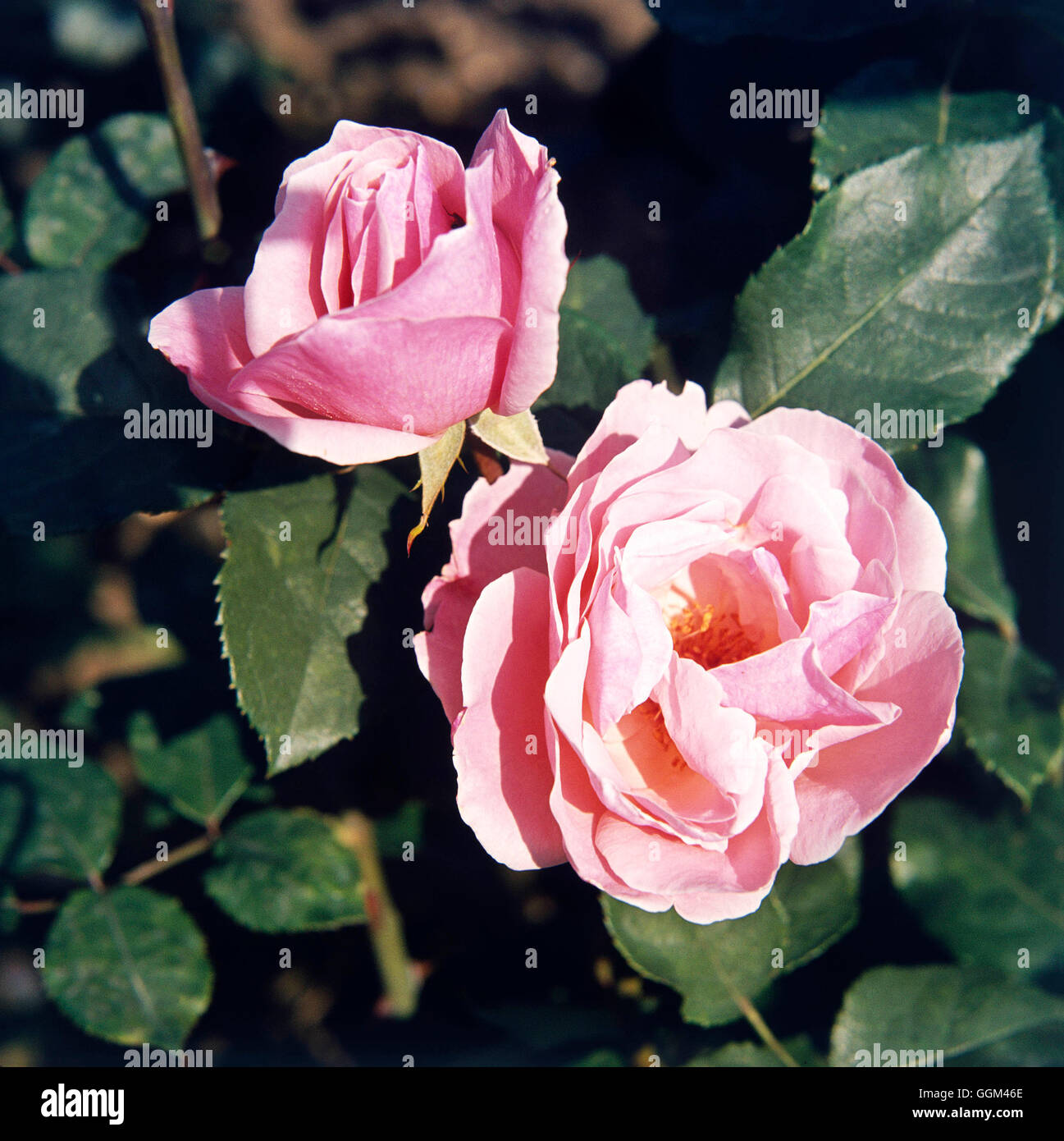 Queen Elizabeth Rose Bush