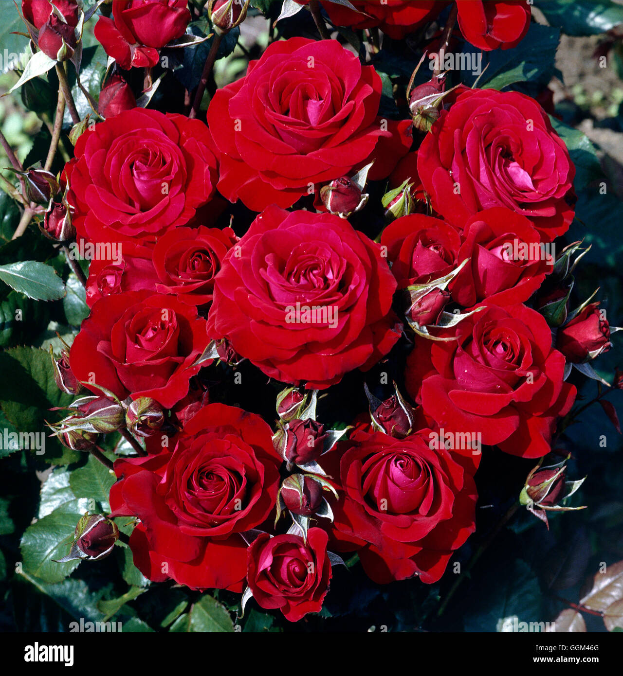 Rosa - `Glad Tidings' (Floribunda) RFL042873 Stock Photo - Alamy