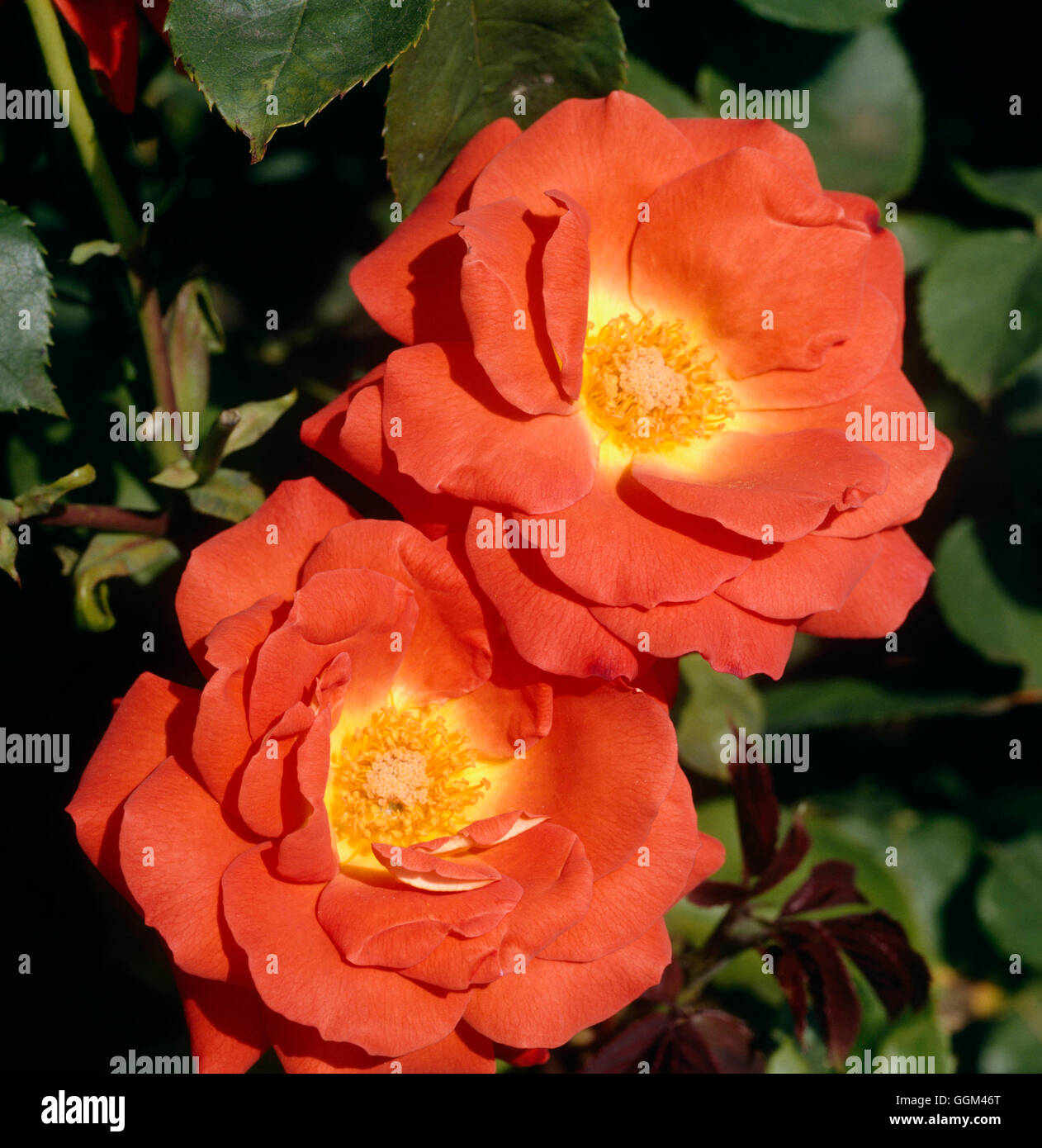 Rosa - `Fresco' (Floribunda) RFL070694 Stock Photo - Alamy