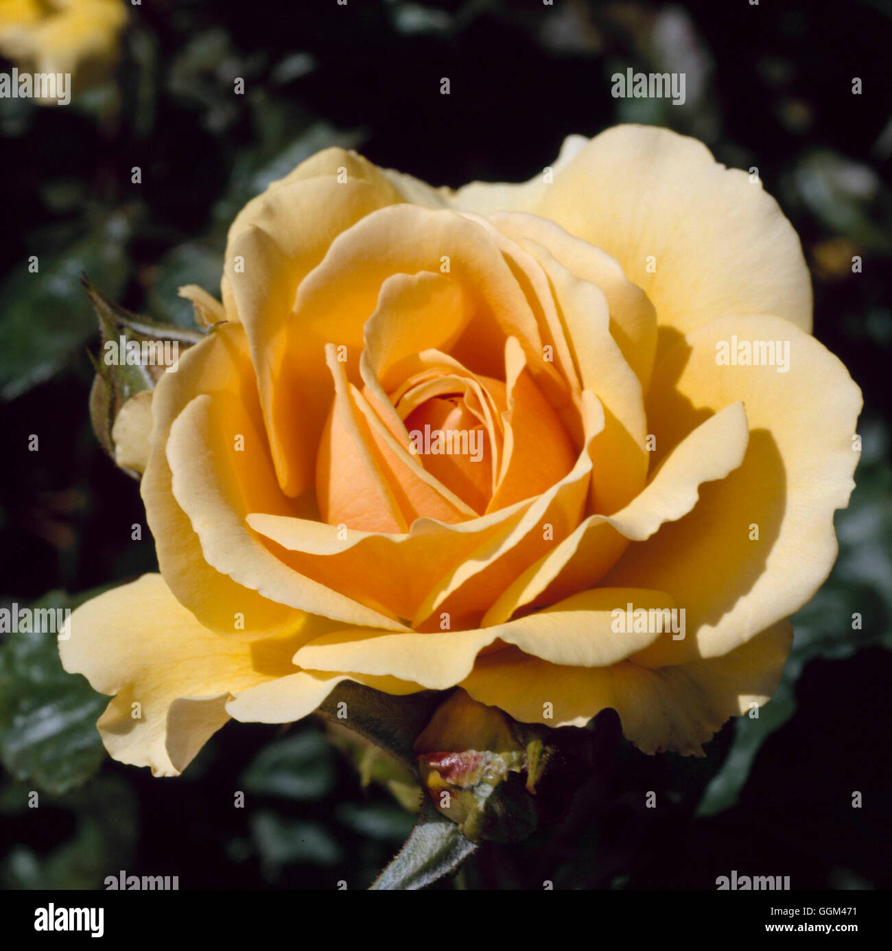 Rosa - `Amber Queen' (Floribunda) RFL078012 Stock Photo - Alamy