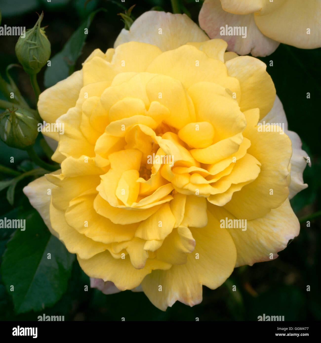 Rosa chinatown hi-res stock photography and images - Alamy