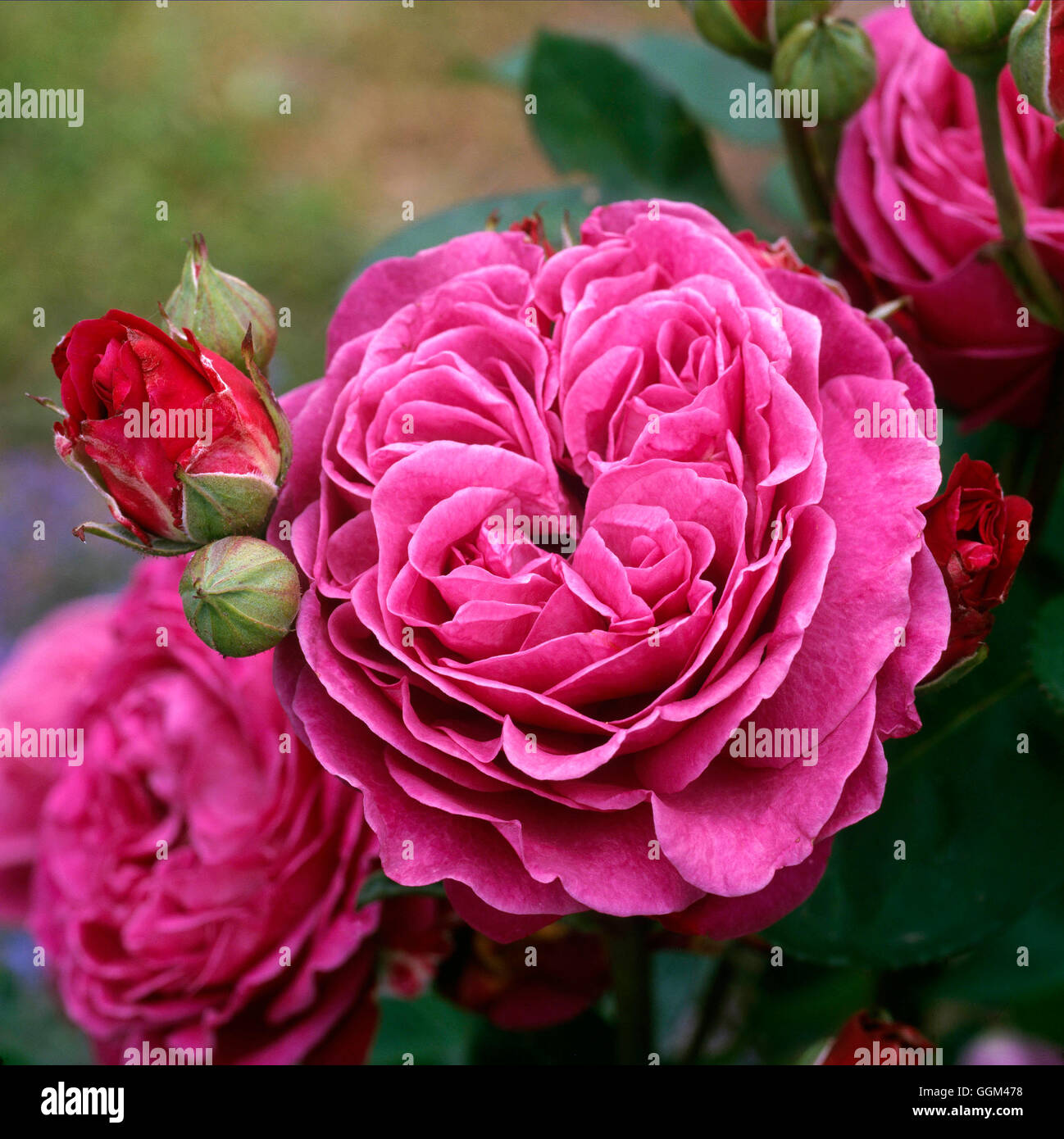 Rosa - `Old Port' (Floribunda) RFL089796 Stock Photo - Alamy