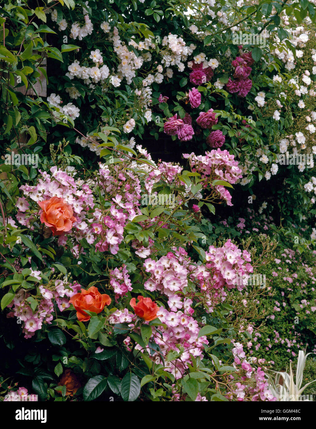 Rose Beds and Borders - planted with Rosa `Fellowship' (Orange) Rosa ...