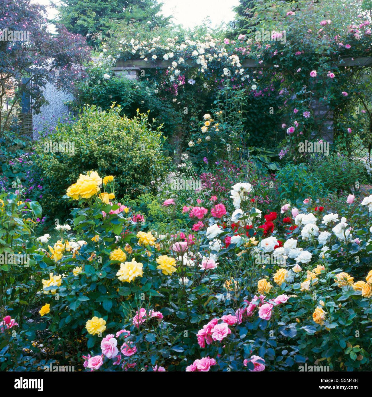 Most Beautiful Rose Gardens In The World