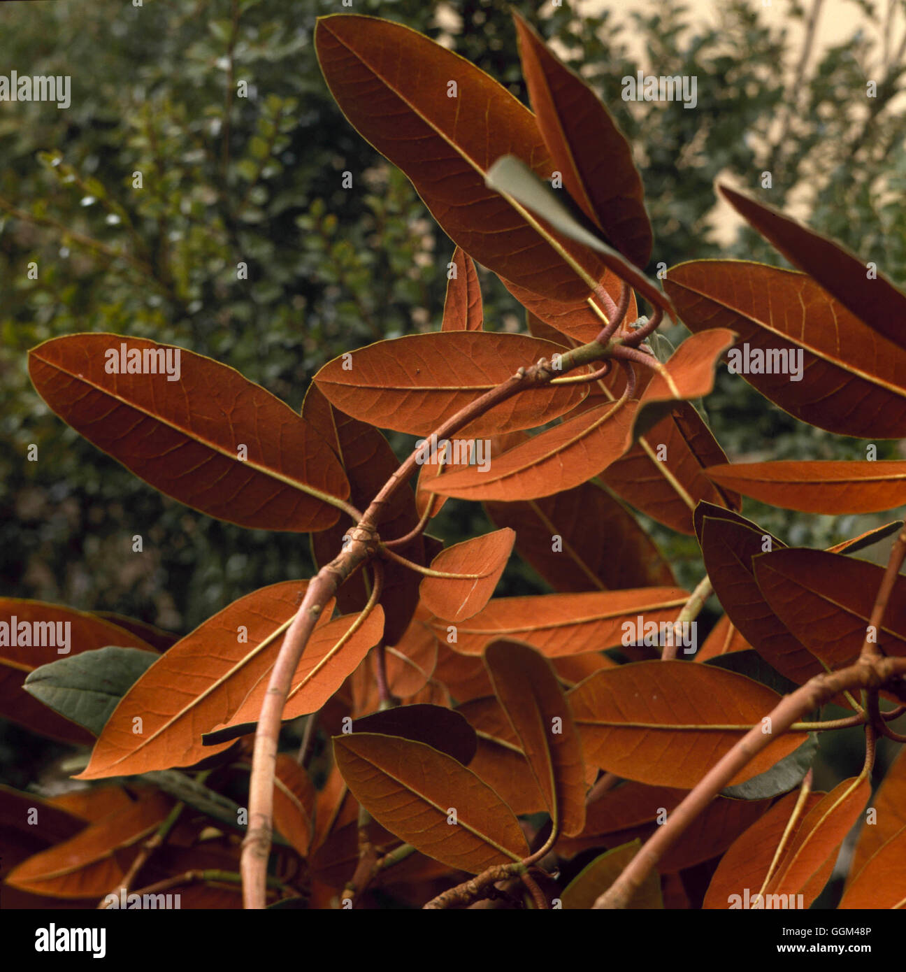 Rhododendron - `Sir Charles Lemon' AGM showing underside of leaves ...