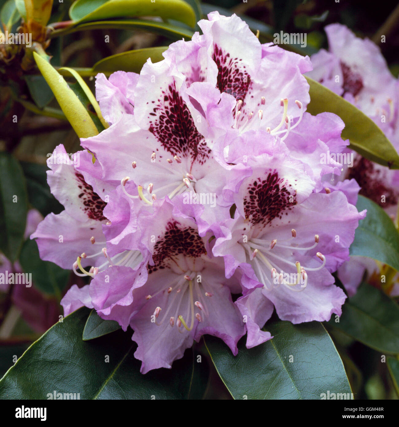 Rhododendron - `Blue Peter' AGM RHO010235 Stock Photo - Alamy