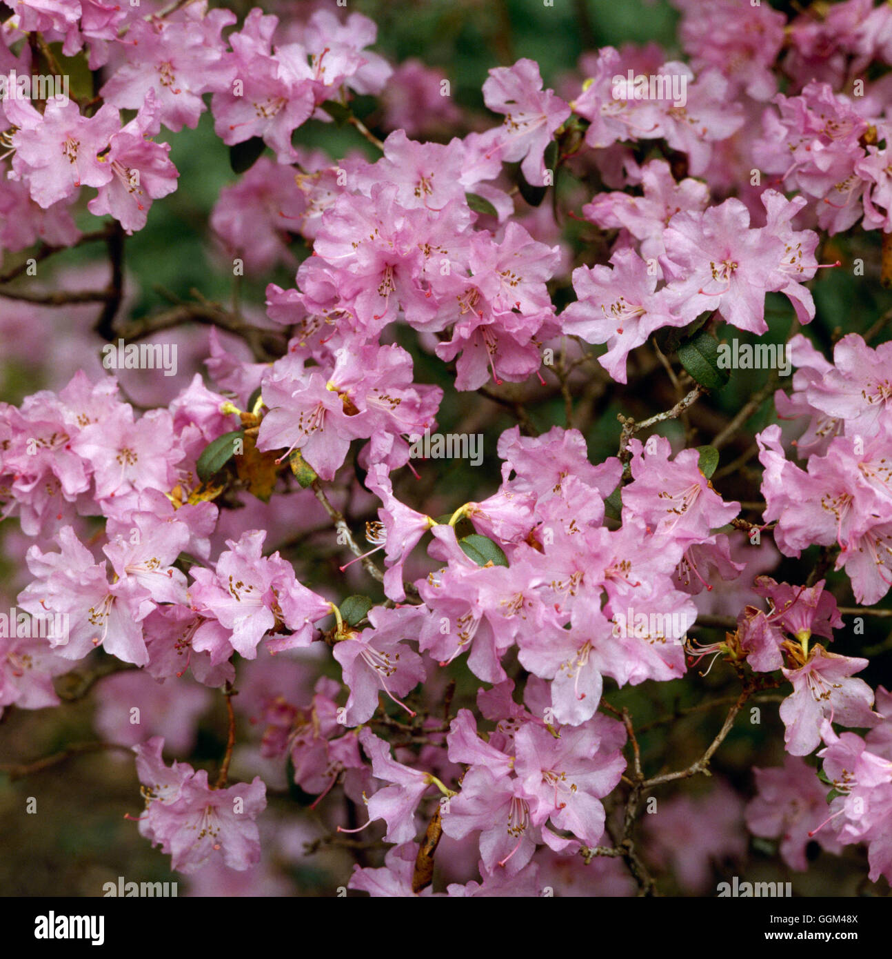 Rhododendron - 'Praecox' AGM RHO013732 Stock Photo - Alamy