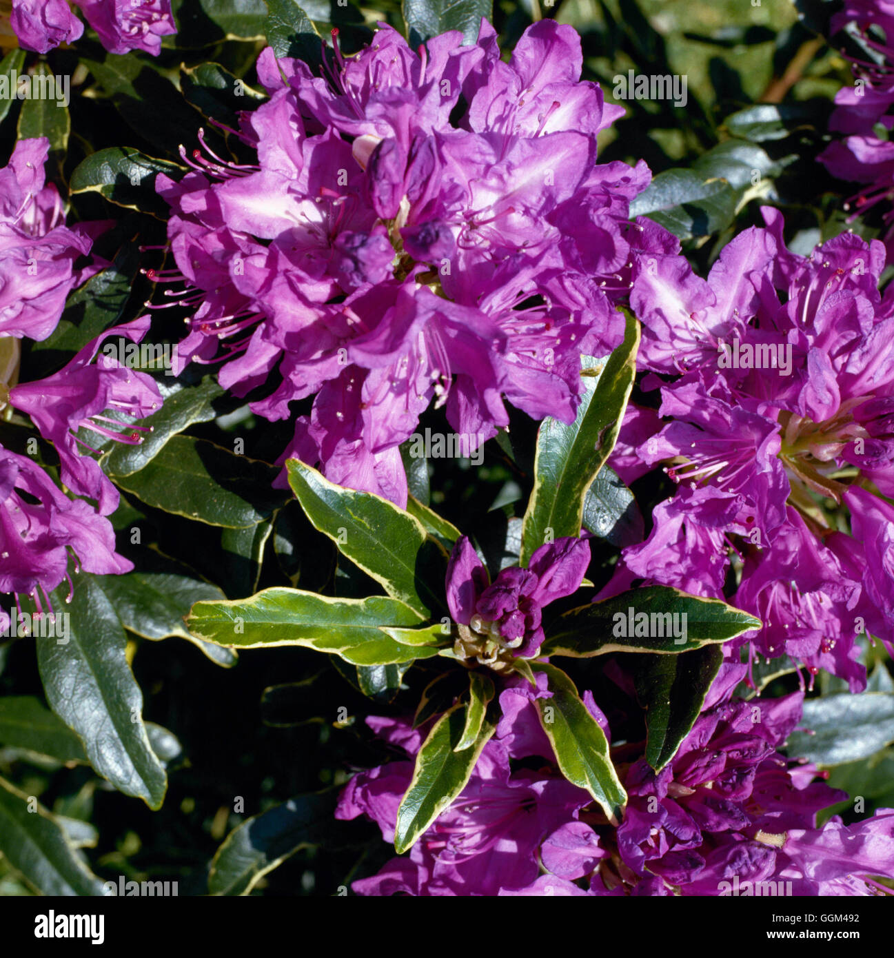 Variegated Rhododendron High Resolution Stock Photography and Images ...
