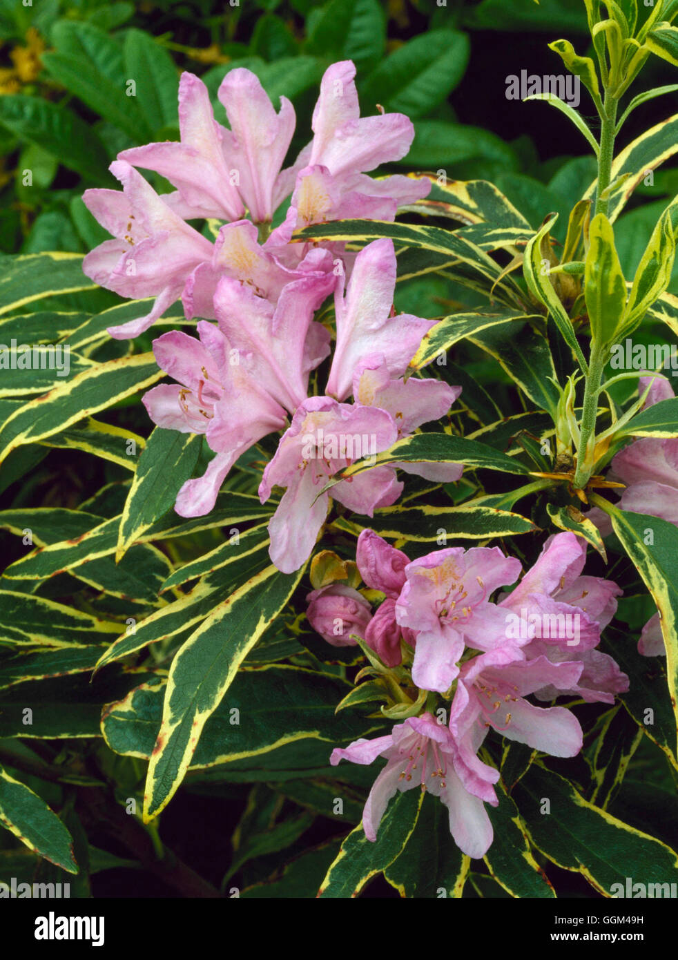 Rhododendron variegatum hi-res stock photography and images - Alamy