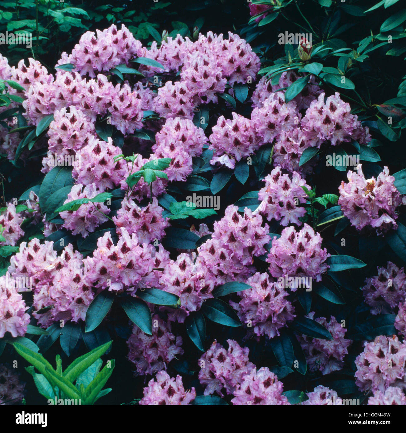 Rhododendron rhododendron blue peter hi-res stock photography and ...