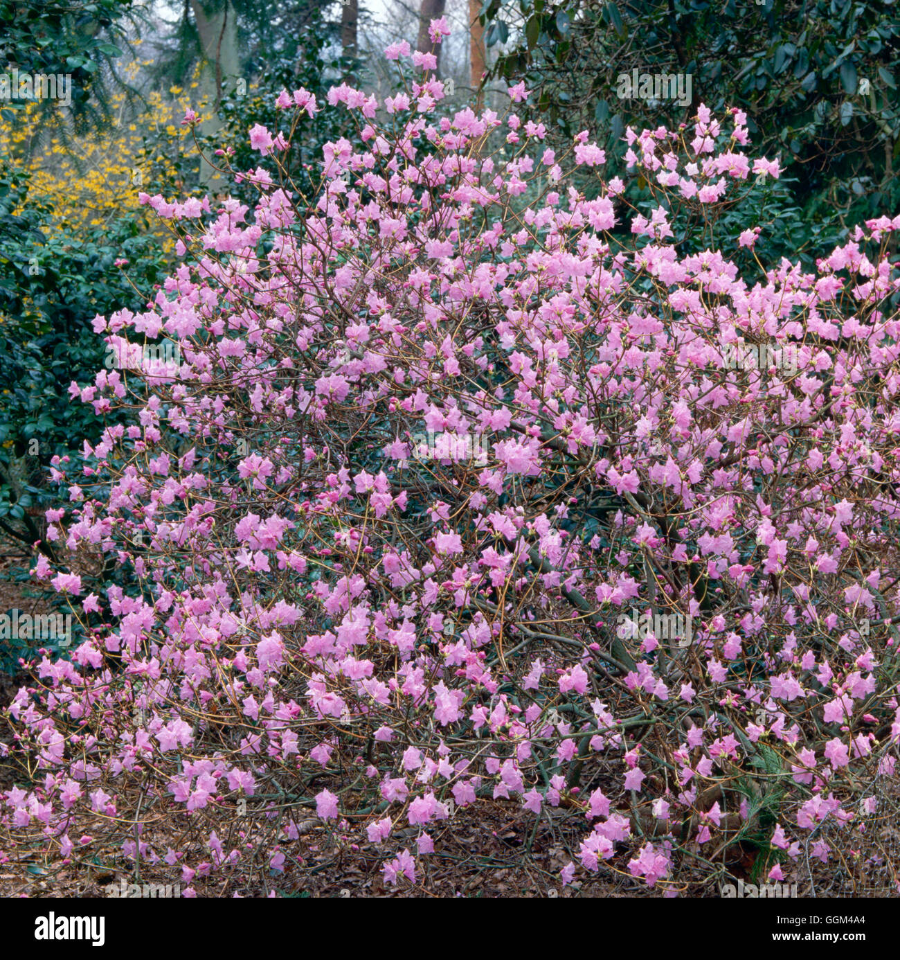 Rhododendron mucronulatum RHO048331 Stock Photo - Alamy
