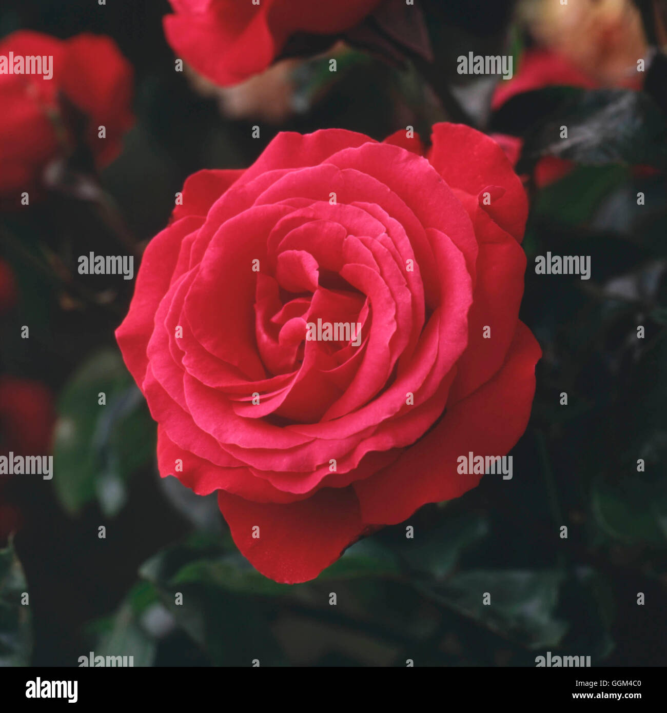 Rosa - `Alec's Red' (Hybrid Tea) RHT010717 Stock Photo - Alamy