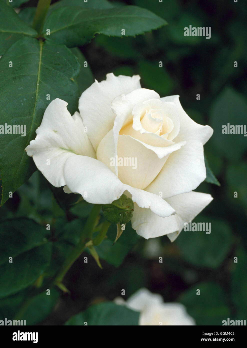 Rosa - `Pascali' - (Hybrid Tea) RHT012284 Stock Photo - Alamy